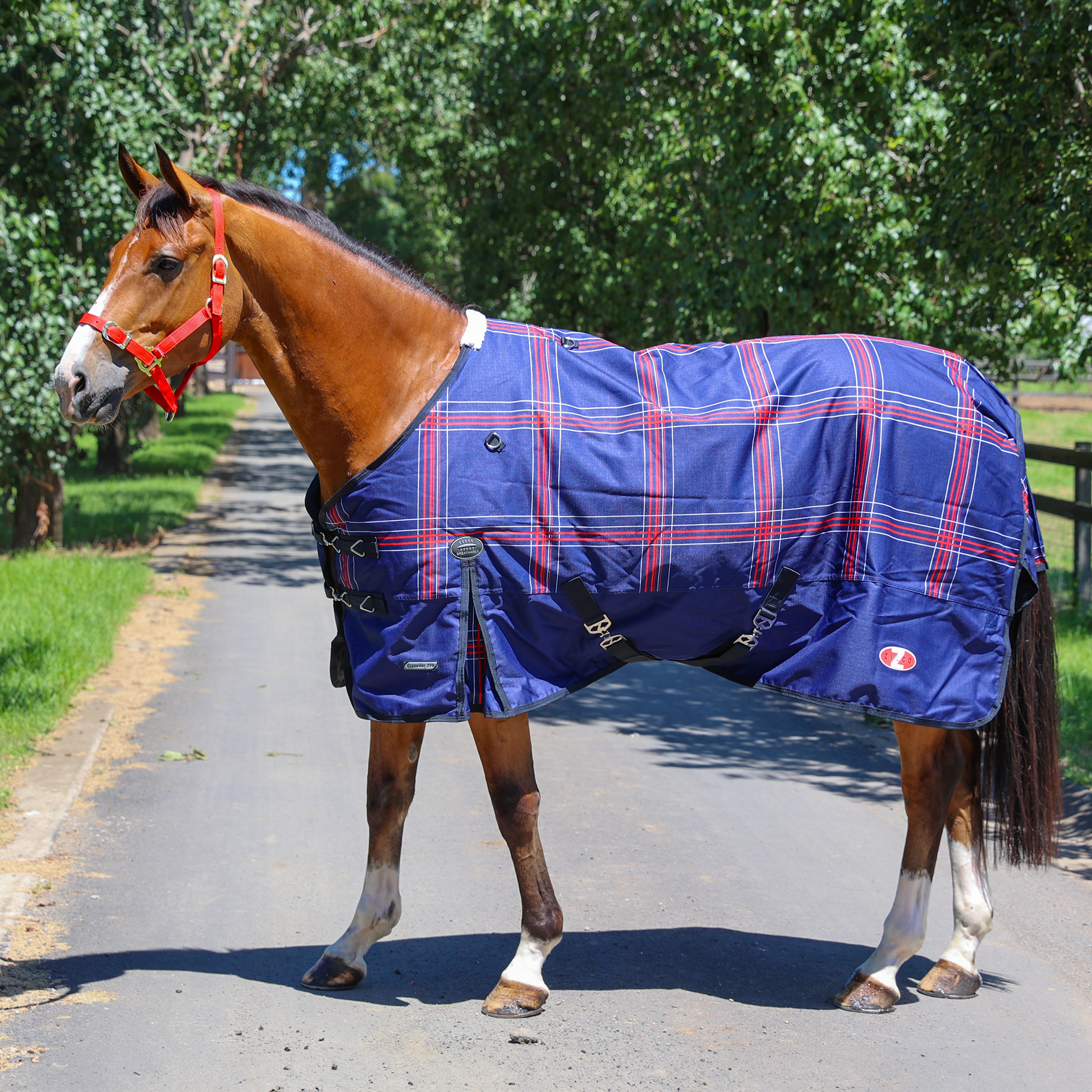 Zilco Europe | Crusader 200 Rug - 6'3"